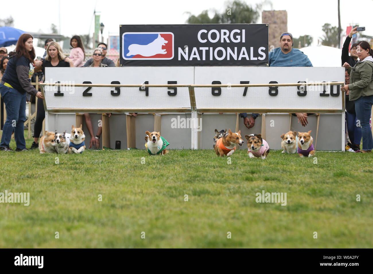 Corgi Nationals 2019 at Santa Anita Park in Arcadia, California on May ...