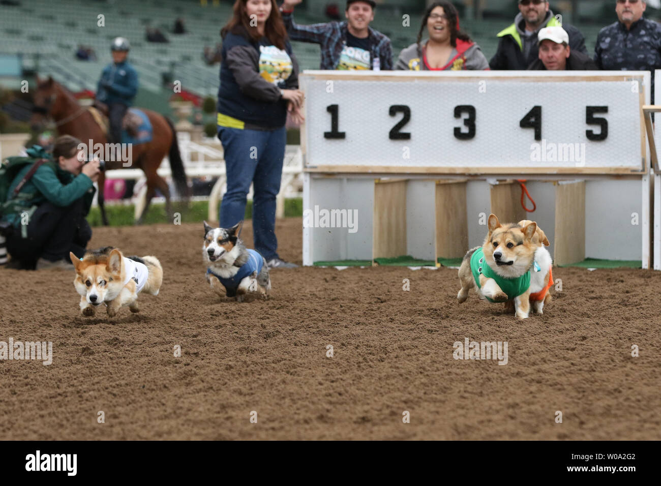 Corgi Nationals 2019 at Santa Anita Park in Arcadia, California on May ...
