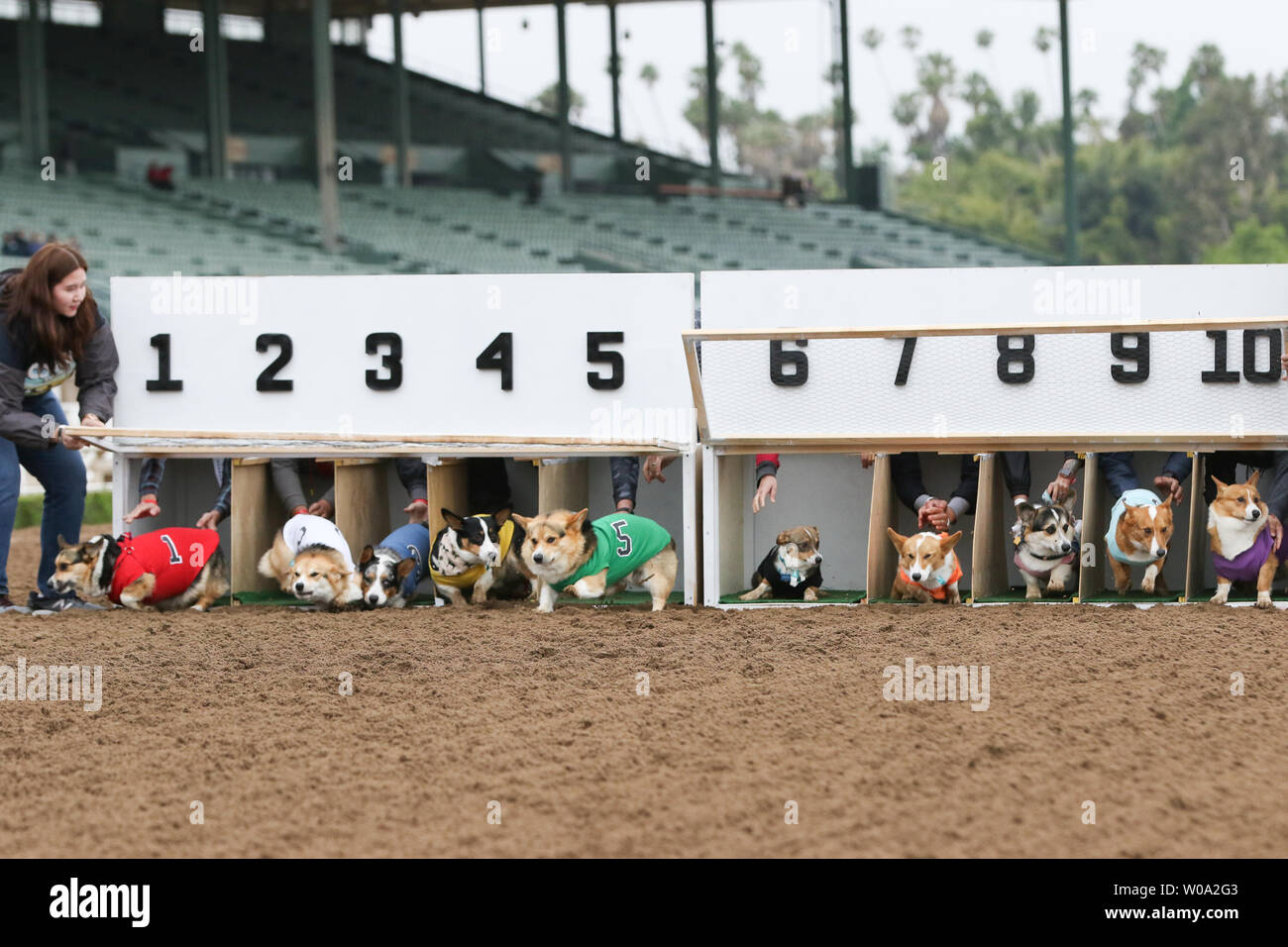 Corgi Nationals 2019 at Santa Anita Park in Arcadia, California on May ...