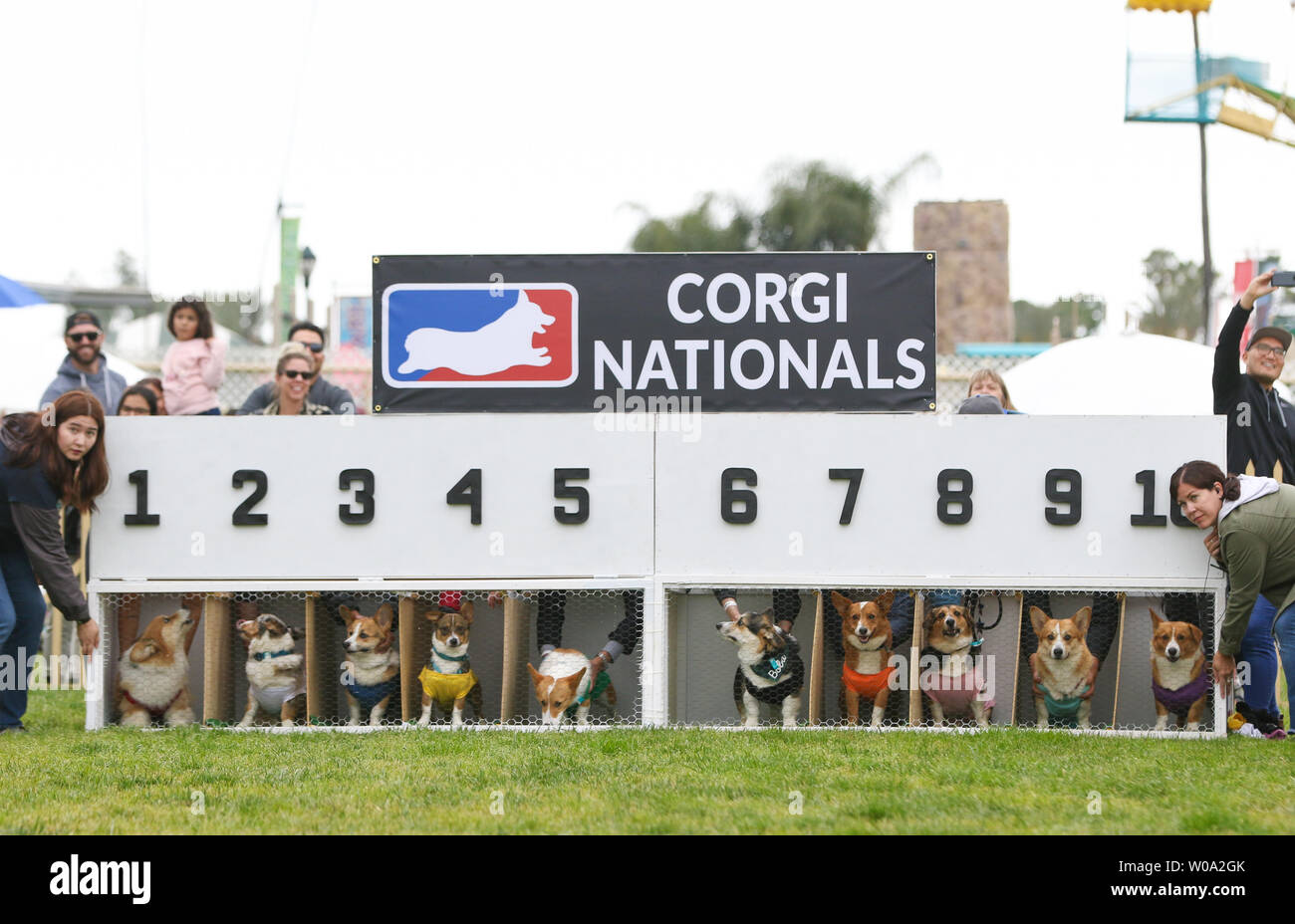 Corgi Nationals 2019 at Santa Anita Park in Arcadia, California on May ...