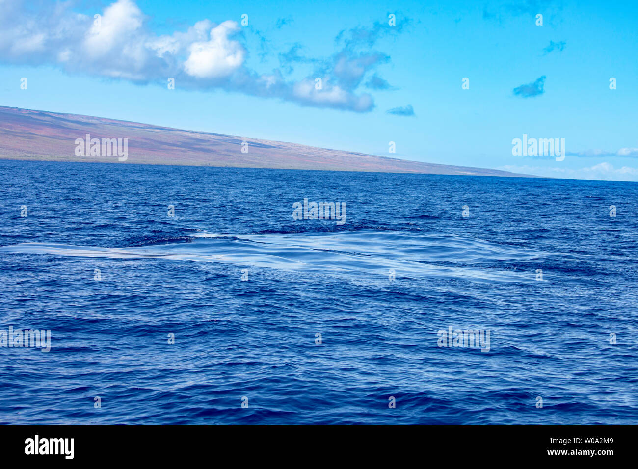 This slick area of the surface is referred to as the footprint of a ...