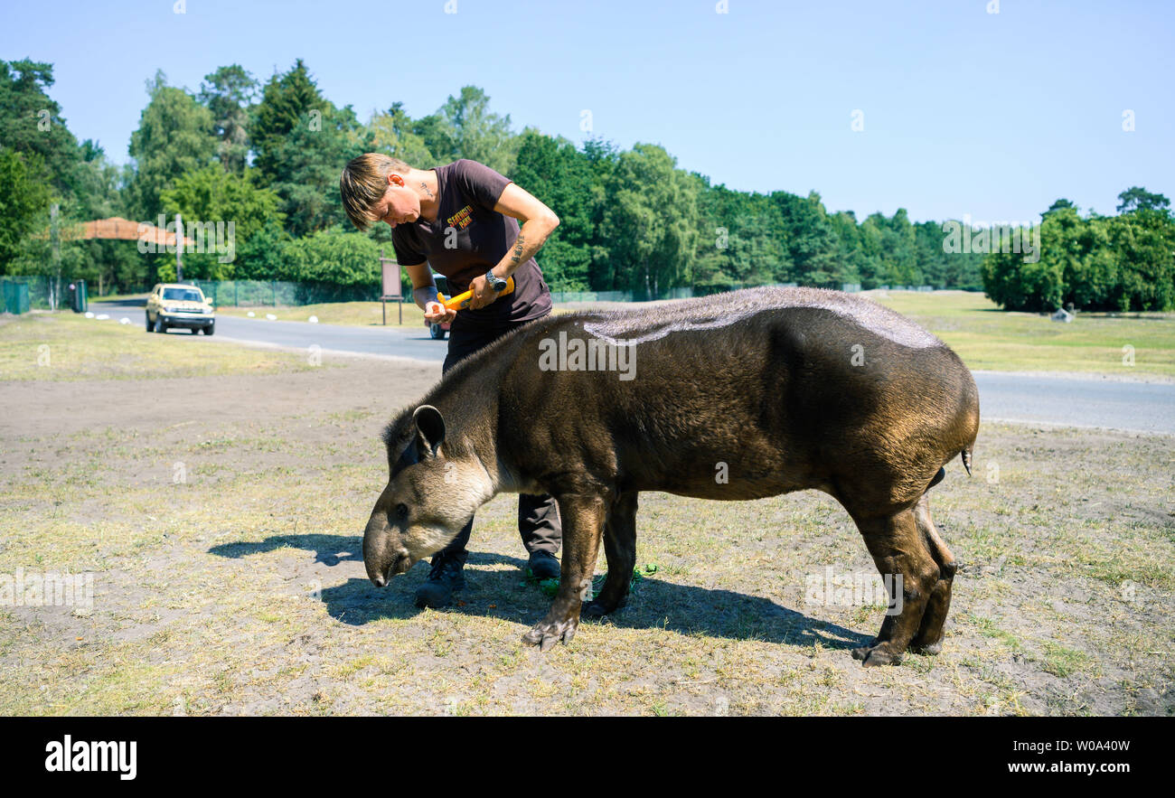 Hodenhagen, Germany. 26th June, 2019. Animal keeper Claudia Beck smears ...