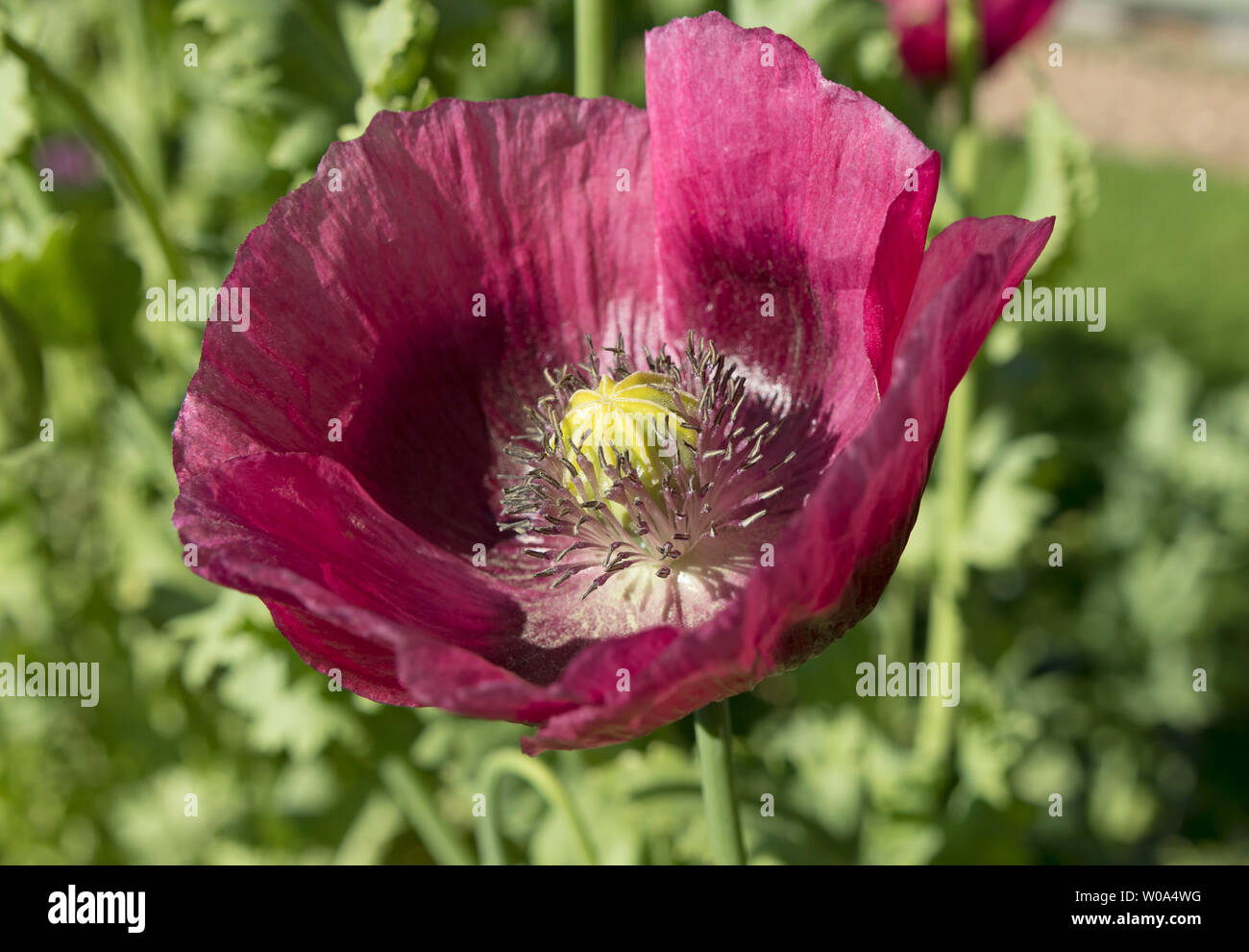 Opium poppy hi-res stock photography and images - Alamy