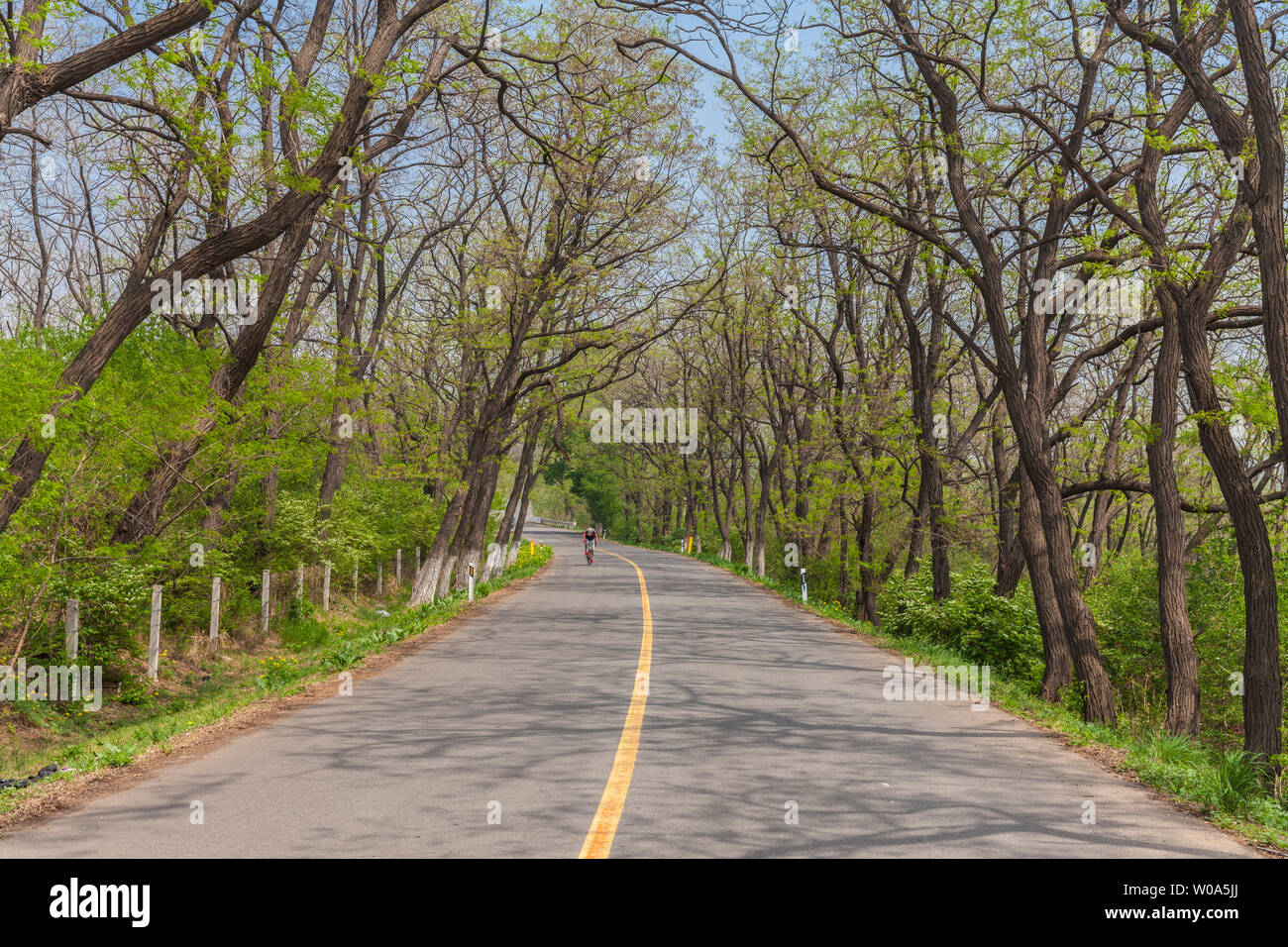 Boulevard, shade road Stock Photo - Alamy