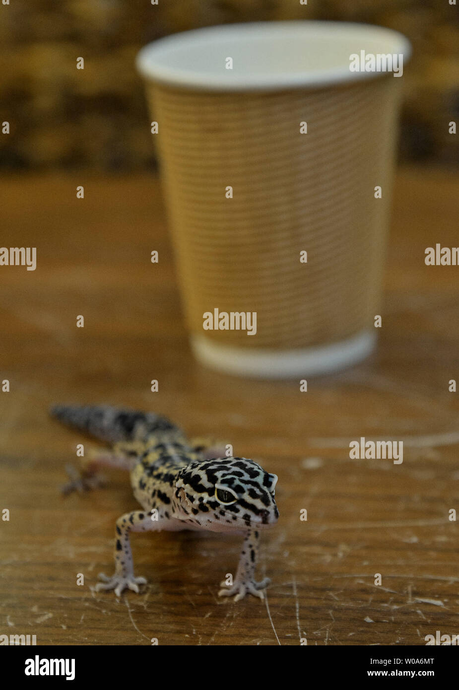 Leopard gecko walks on a table at the Reptiles Cafe in Kabukicho ...