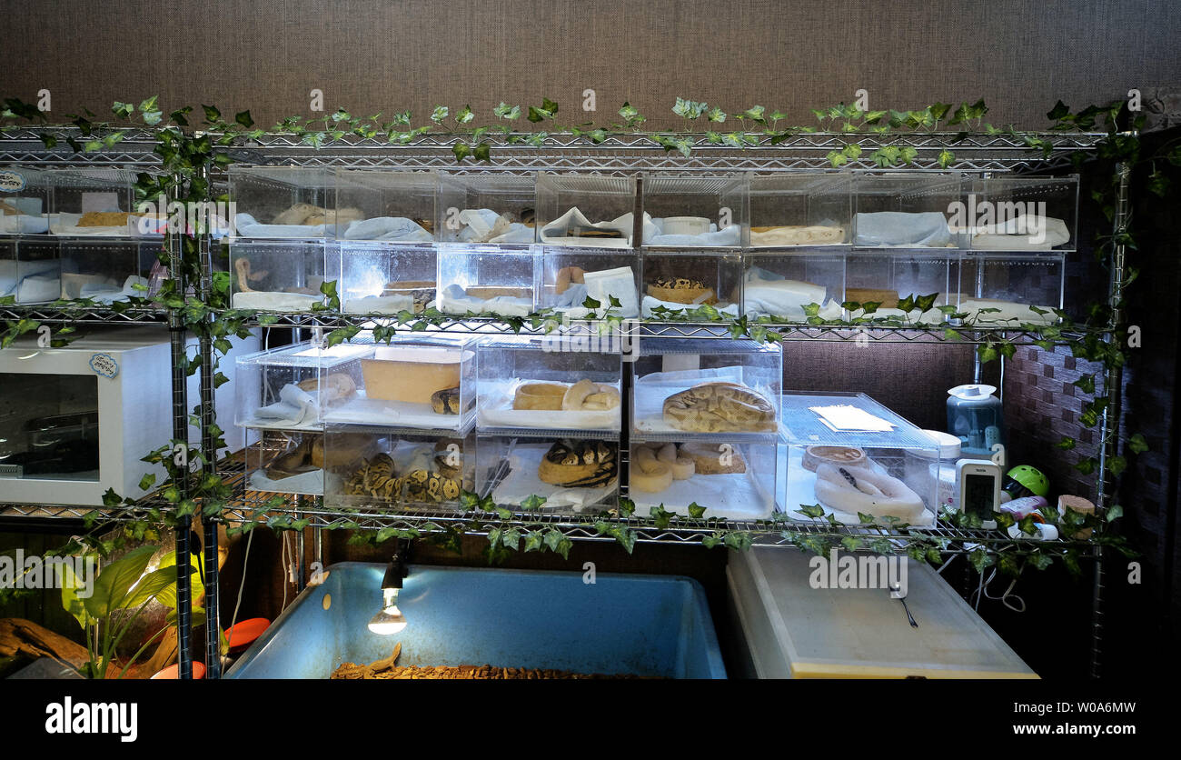 Snakes, iguanas and turtles are displayed at the Reptiles Cafe in ...