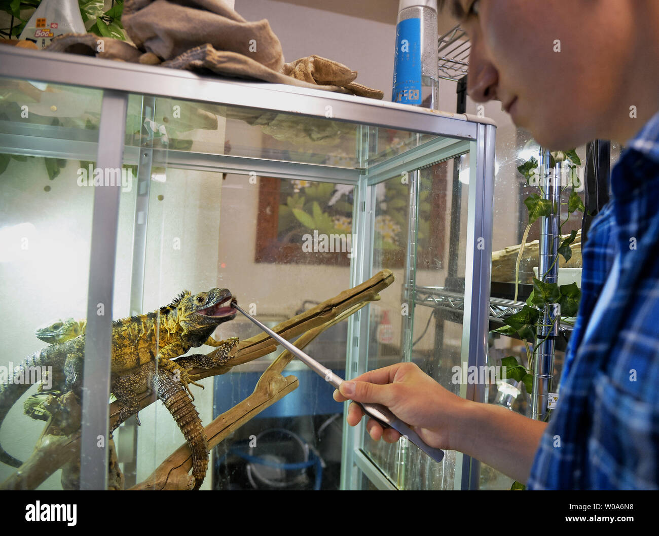 Visitors feed the iguanas at the Reptiles Cafe in Kabukicho, Shinjuku ...