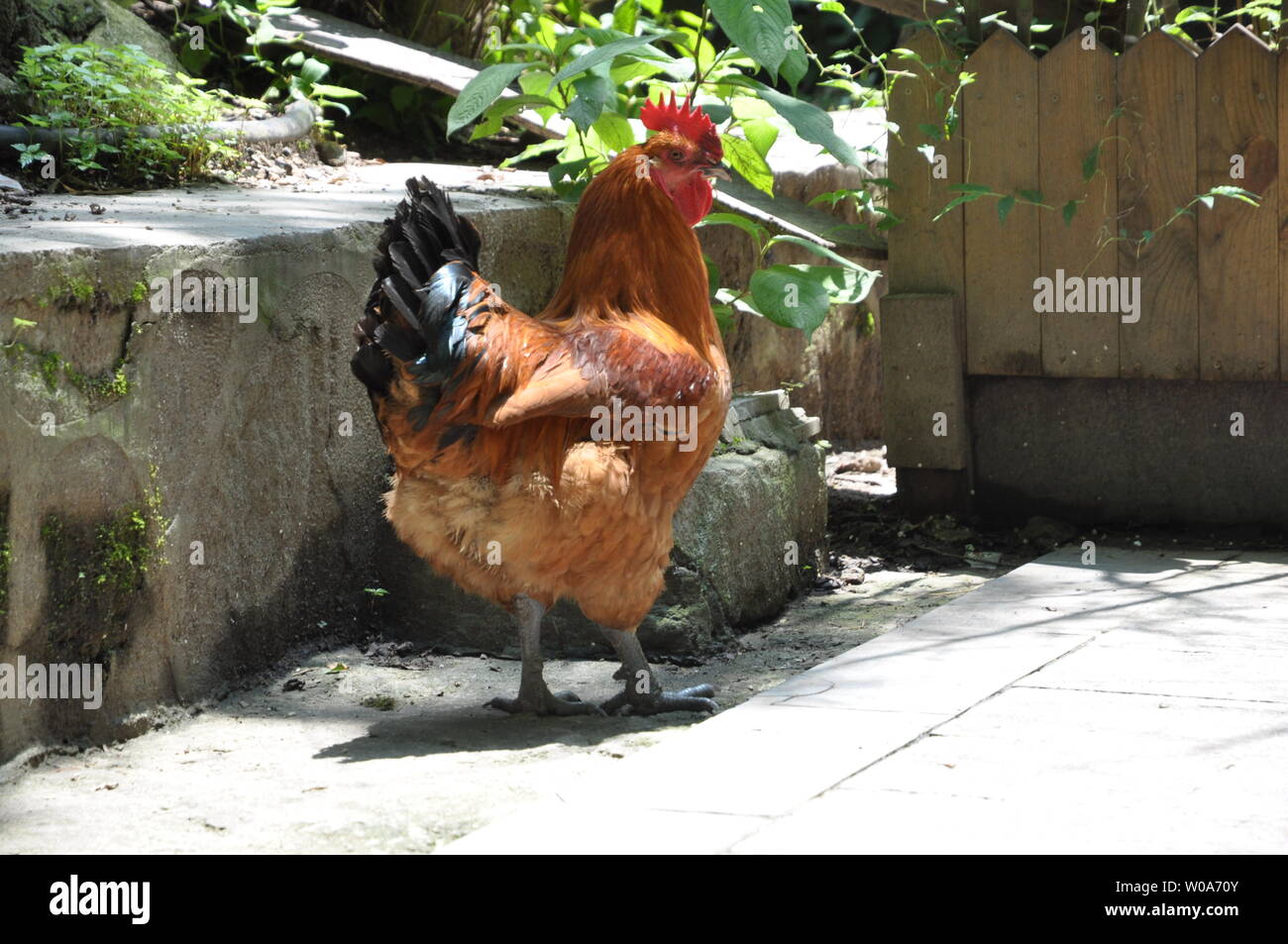 Native chickens hi-res stock photography and images - Alamy