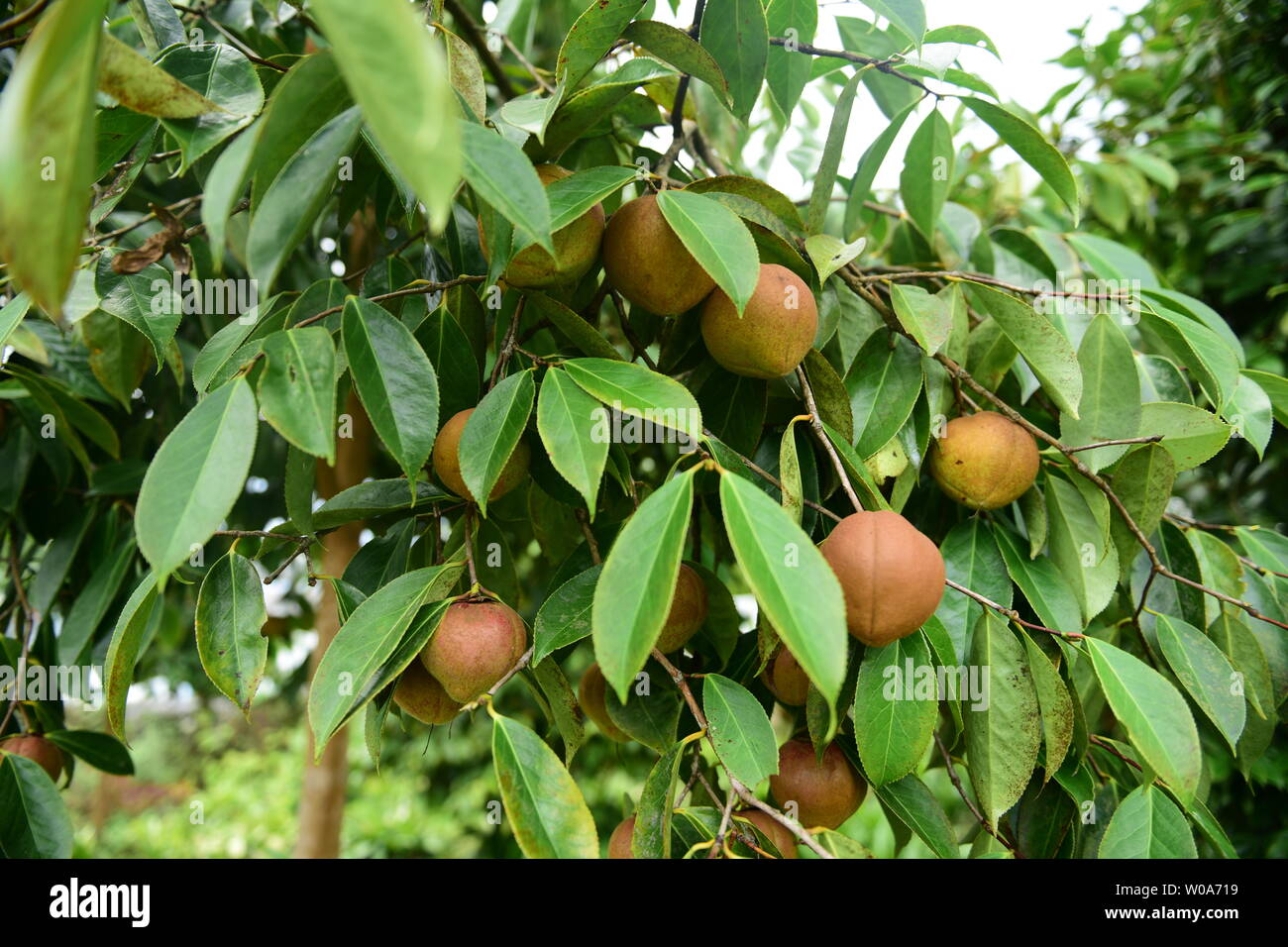 Oil tea, tea fruit Stock Photo - Alamy
