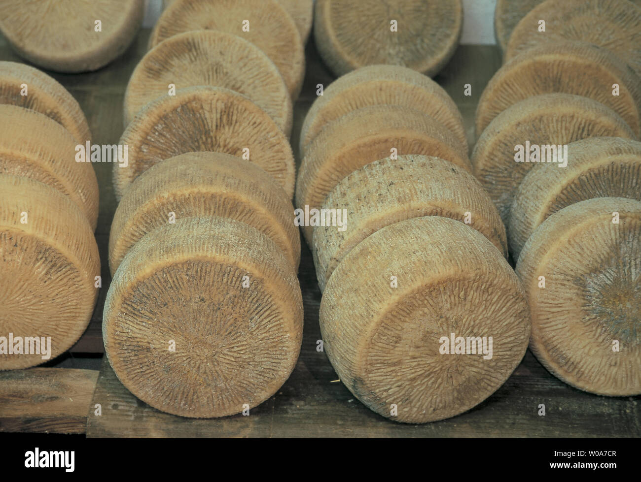 italy, basilicata, filano, sheep's milk cheese Stock Photo - Alamy