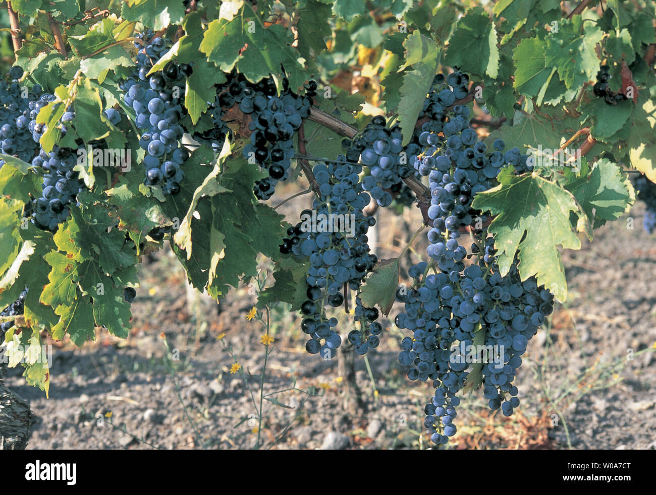 Basilicata vineyard hi-res stock photography and images - Alamy