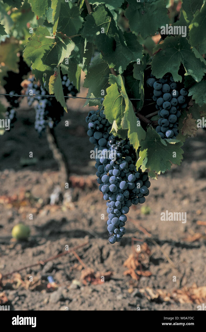 Italy basilicata vineyard hi-res stock photography and images - Alamy