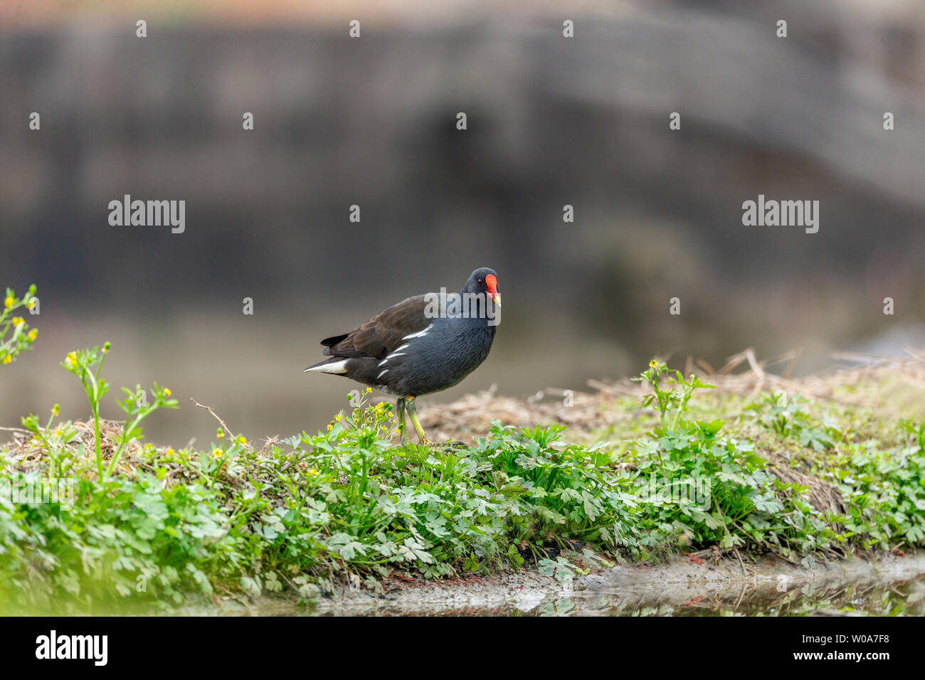 Black water chicken on the ridges of rapeseed fields Stock Photo - Alamy