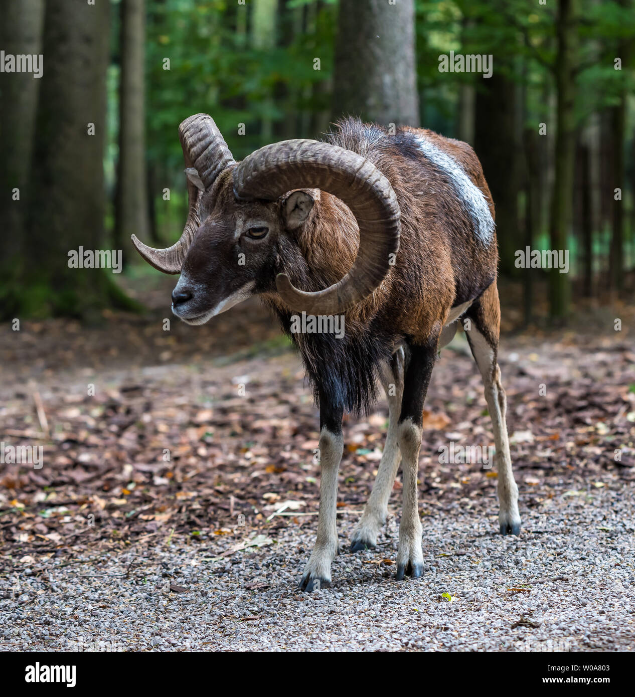 The European mouflon, Ovis orientalis musimon is the westernmost and ...
