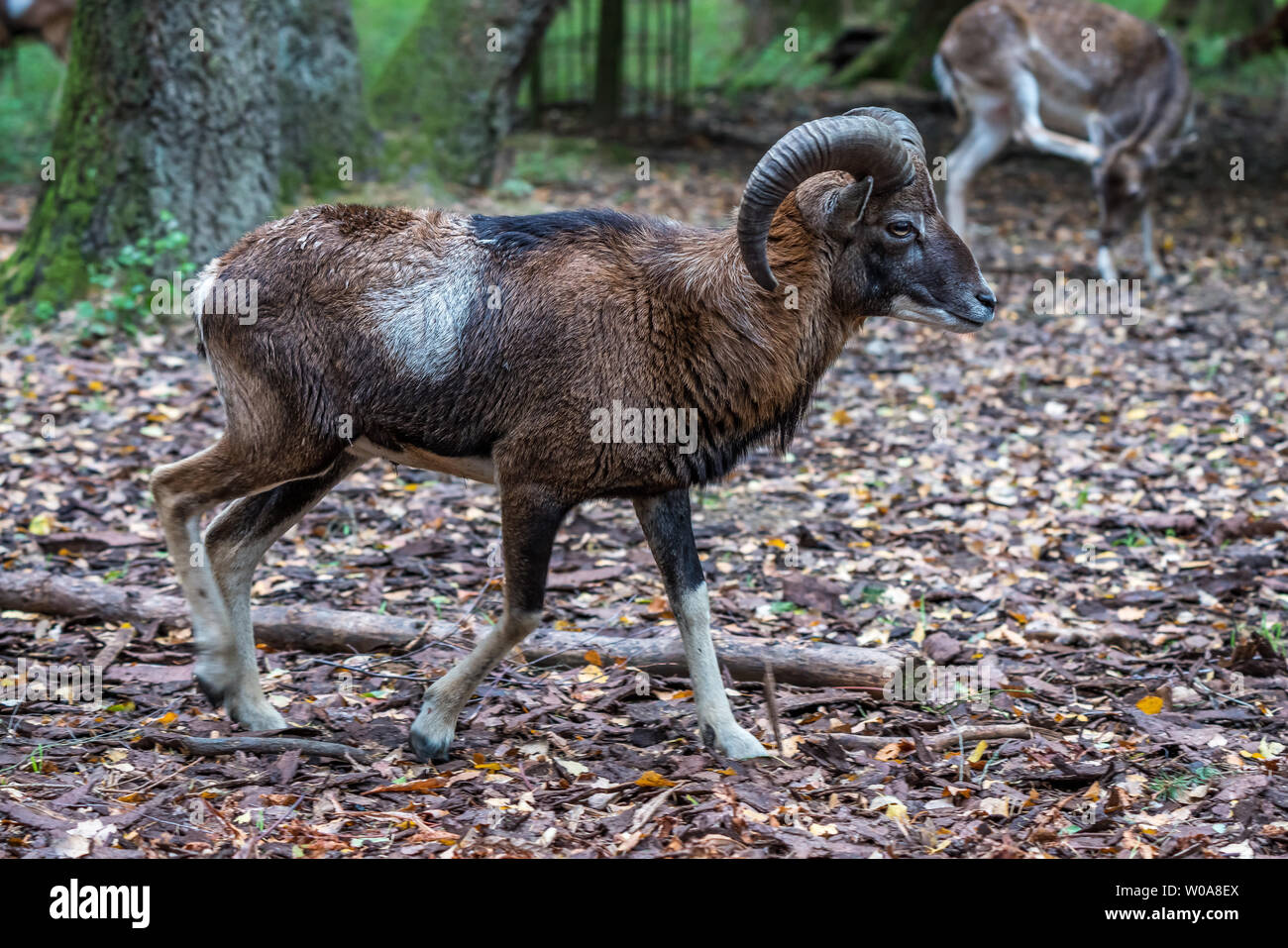 The European mouflon, Ovis orientalis musimon is the westernmost and ...
