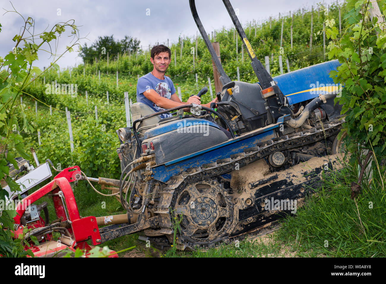 Driver on the tracked tractor works among the rows of vineyards in the ...