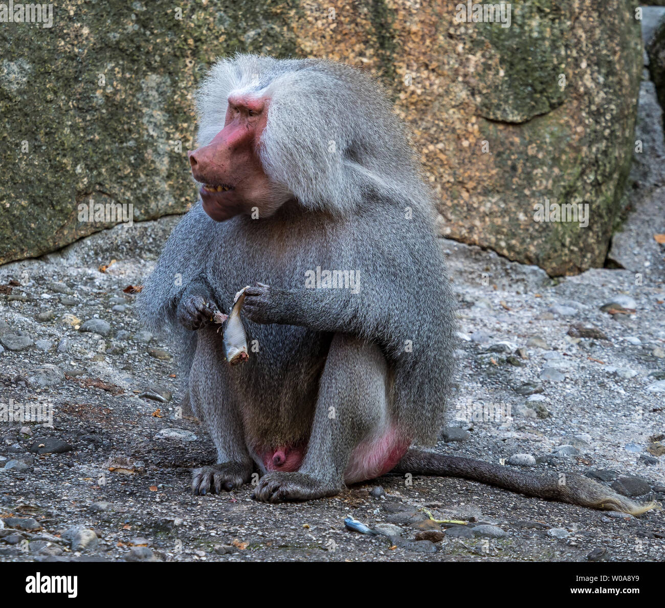 The hamadryas baboon, Papio hamadryas is a species of baboon, being native to the Horn of Africa ...