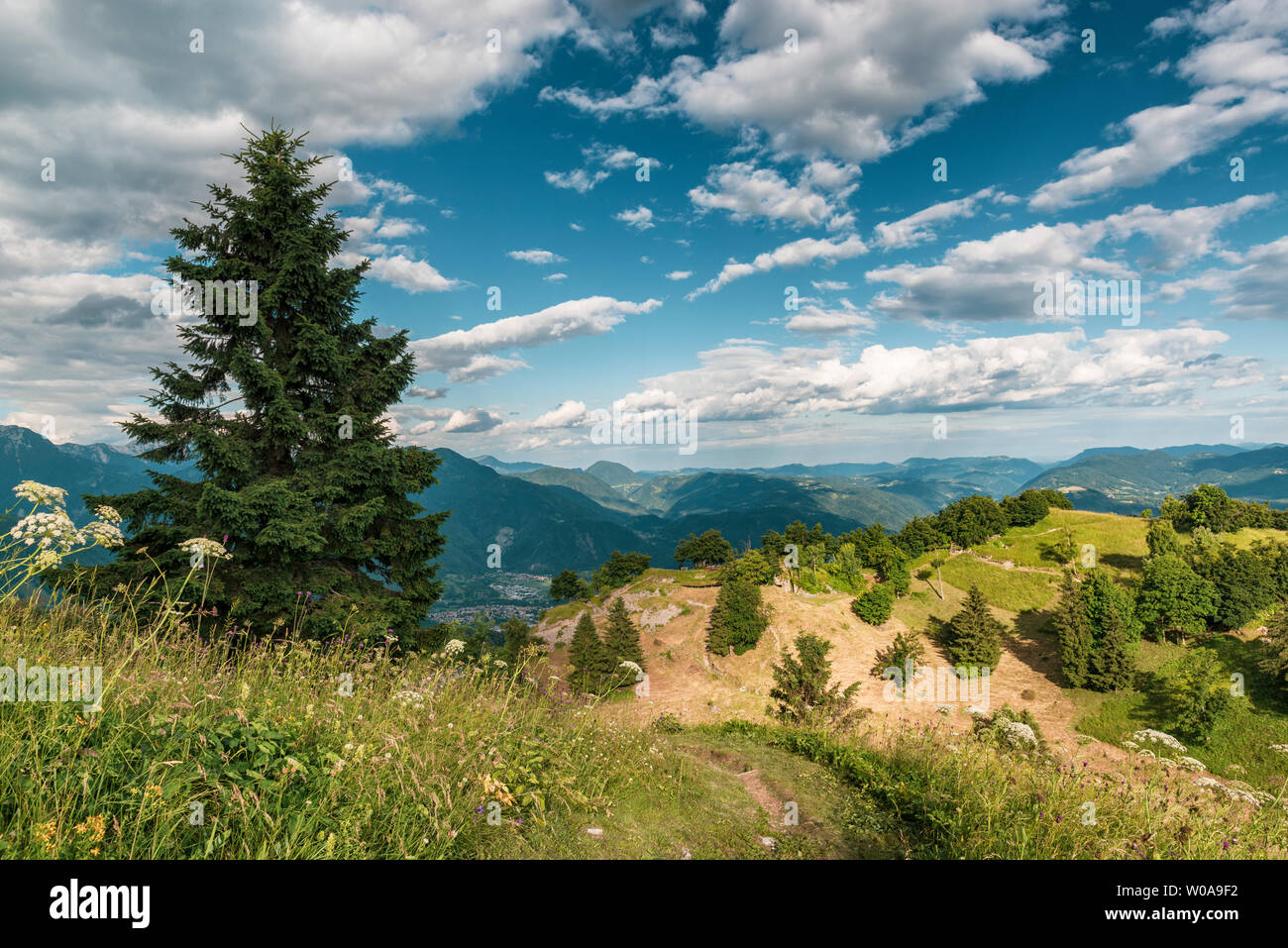 Sunny alpine meadow with spruce tree, alpine flowers and grass and ...
