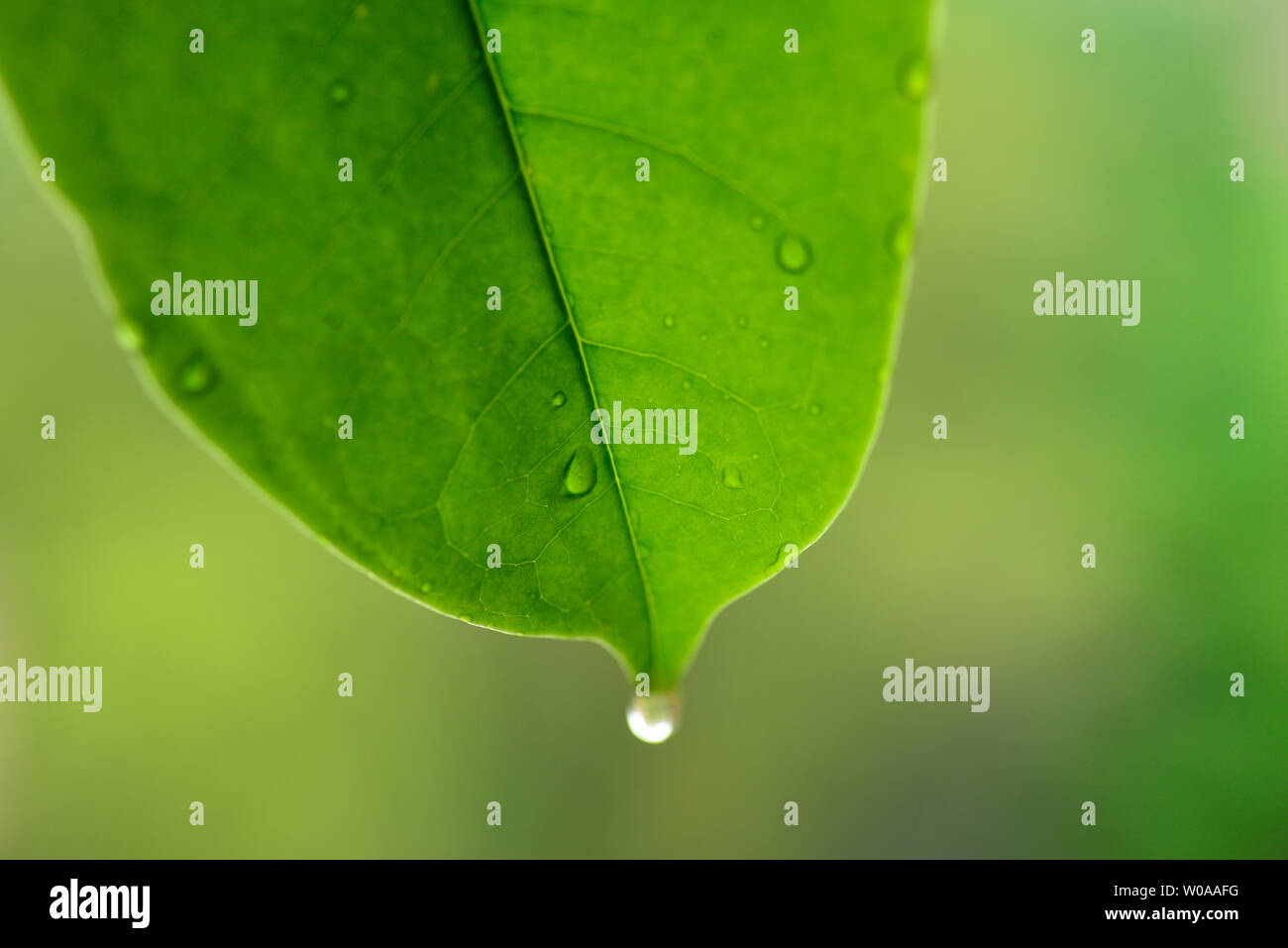 Green leaves with droplets of water Stock Photo - Alamy