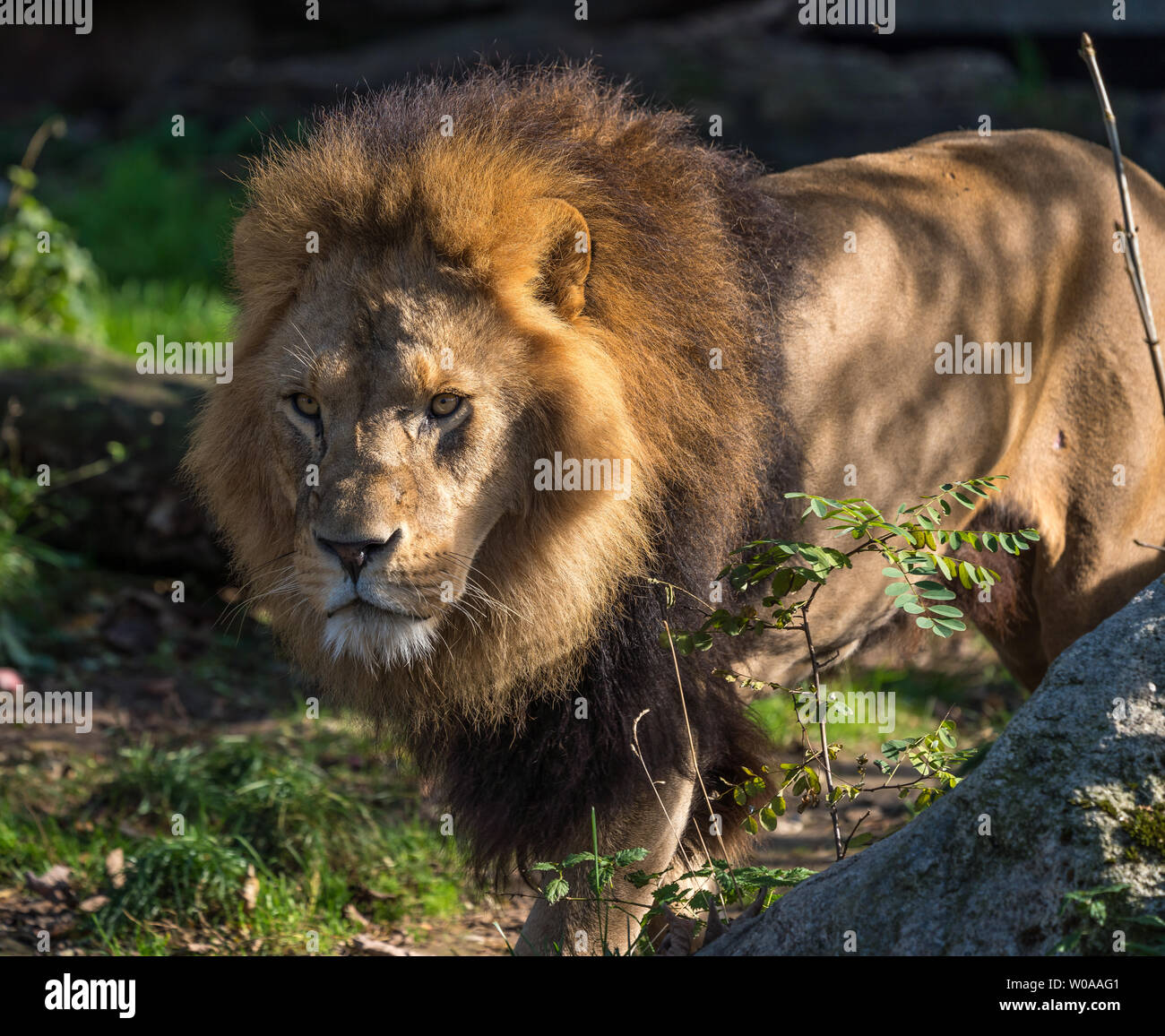 The lion, Panthera leo is one of the four big cats in the genus ...