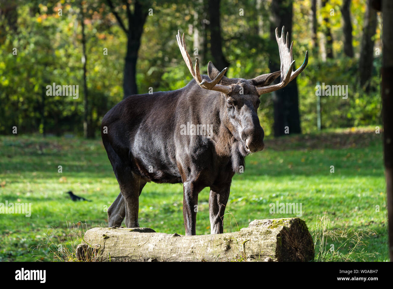 European Moose, Alces alces, also known as the elk. Wild life animal ...