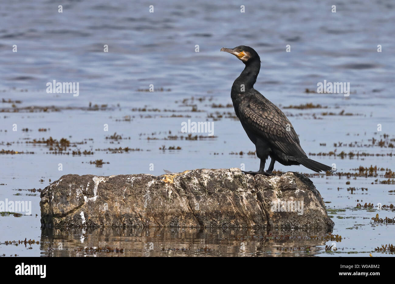 Great cormorant, standing on rock Stock Photo - Alamy