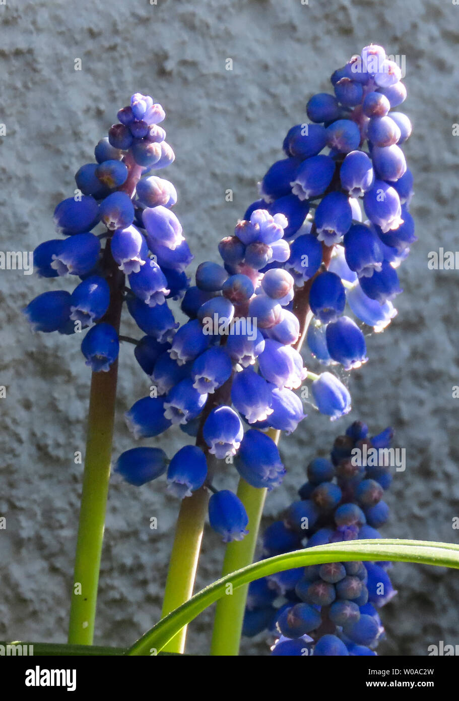 Swedish garden hi-res stock photography and images - Alamy