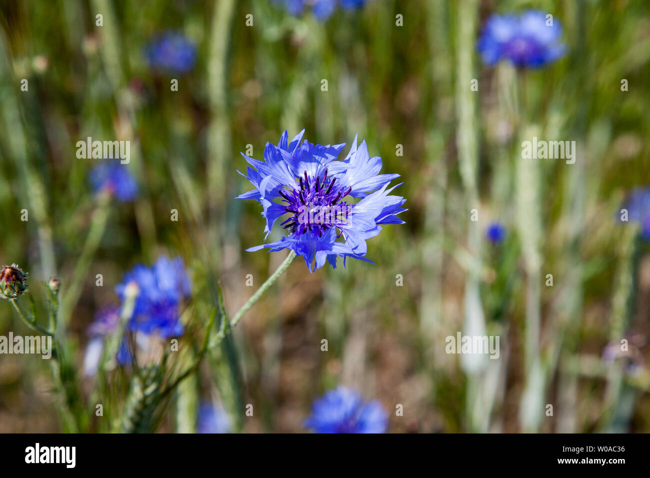 CENTAURED CYANUS cornflower grew as weed in cornfield is also national ...