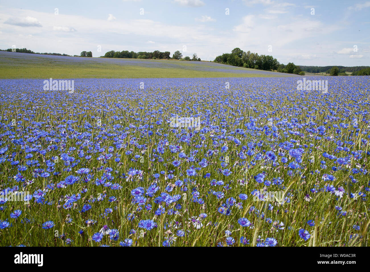 CENTAURED CYANUS cornflower grew as weed in cornfield is also national ...