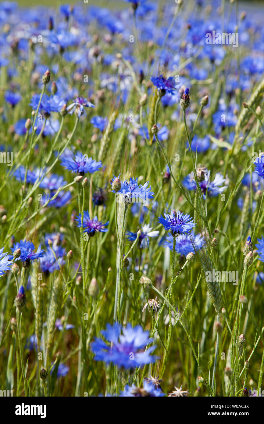National flower of estonia hi-res stock photography and images - Alamy
