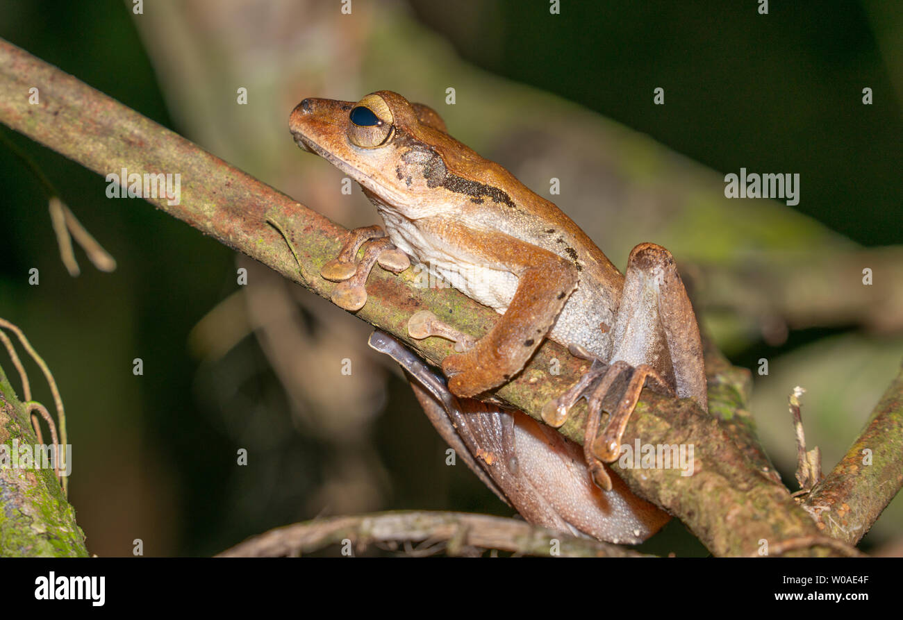 File-eared tree frog in Borneo rainforest at in Danum Valley, Sabah ...
