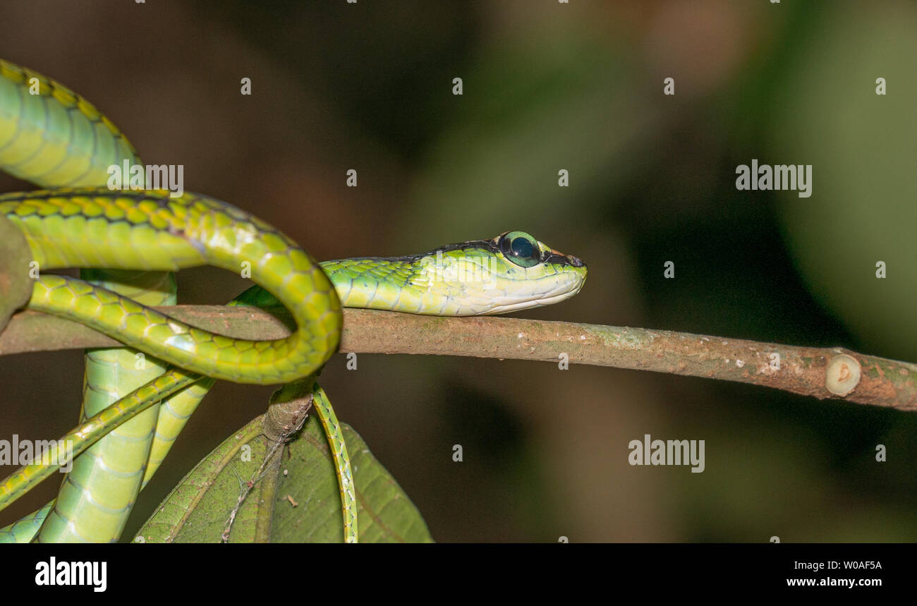 Wrangler pit viper hi-res stock photography and images - Alamy