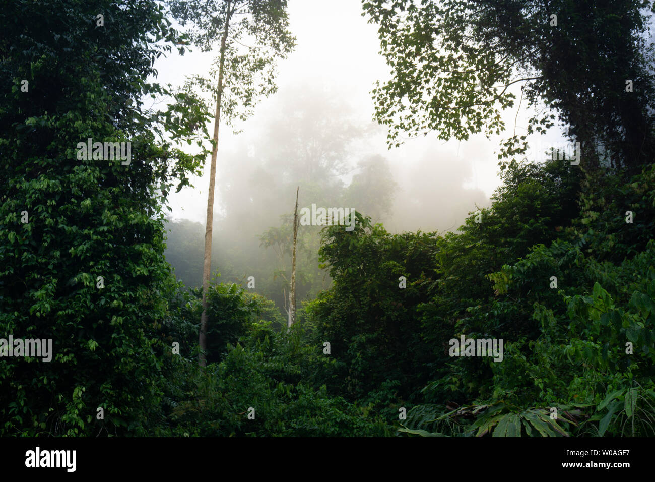 Regenerating secondary forest hi-res stock photography and images - Alamy