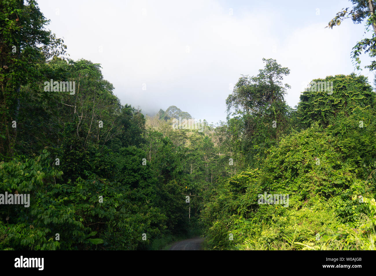 Regenerating secondary forest hi-res stock photography and images - Alamy