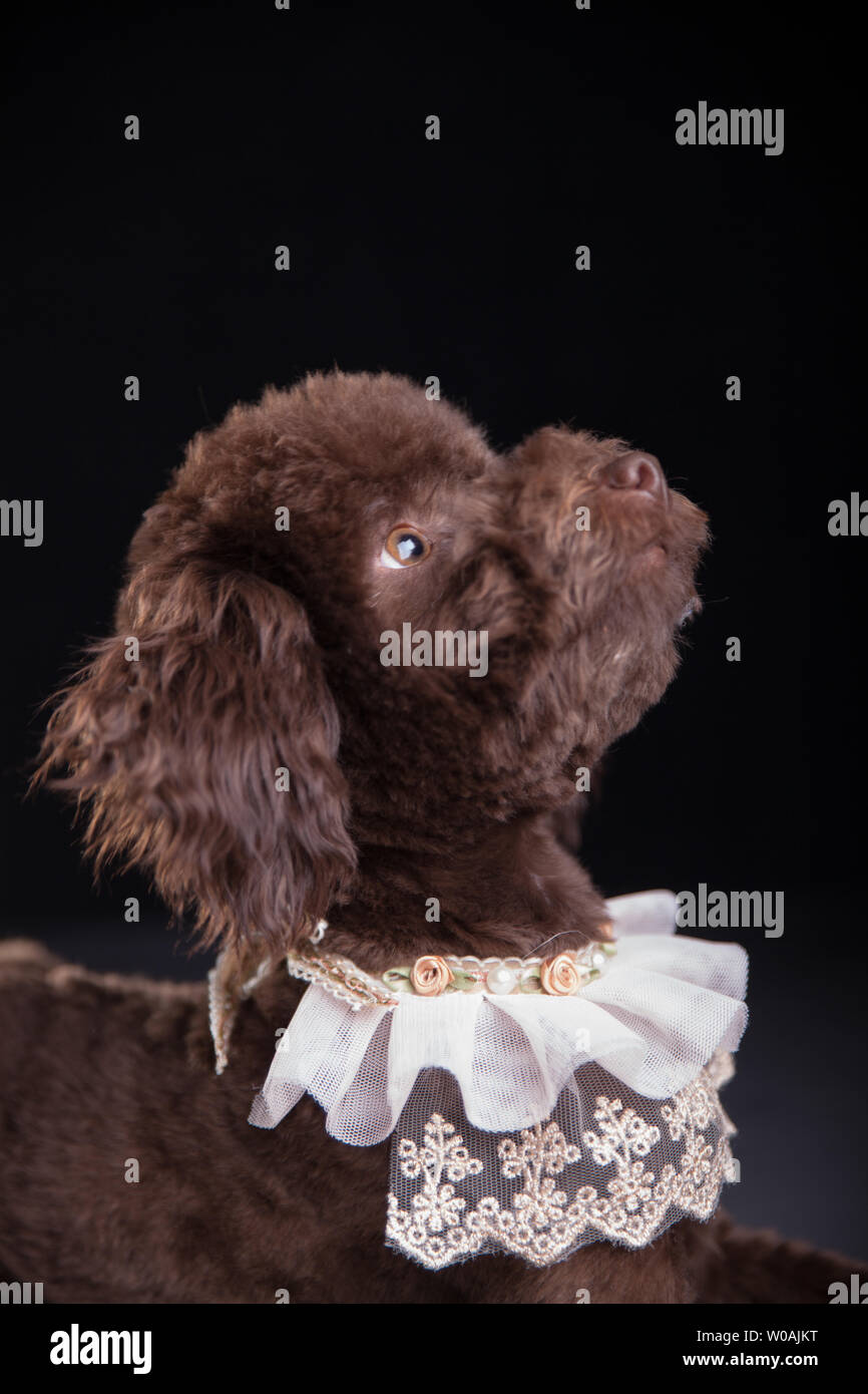 Multiple types of pet dogs Stock Photo - Alamy