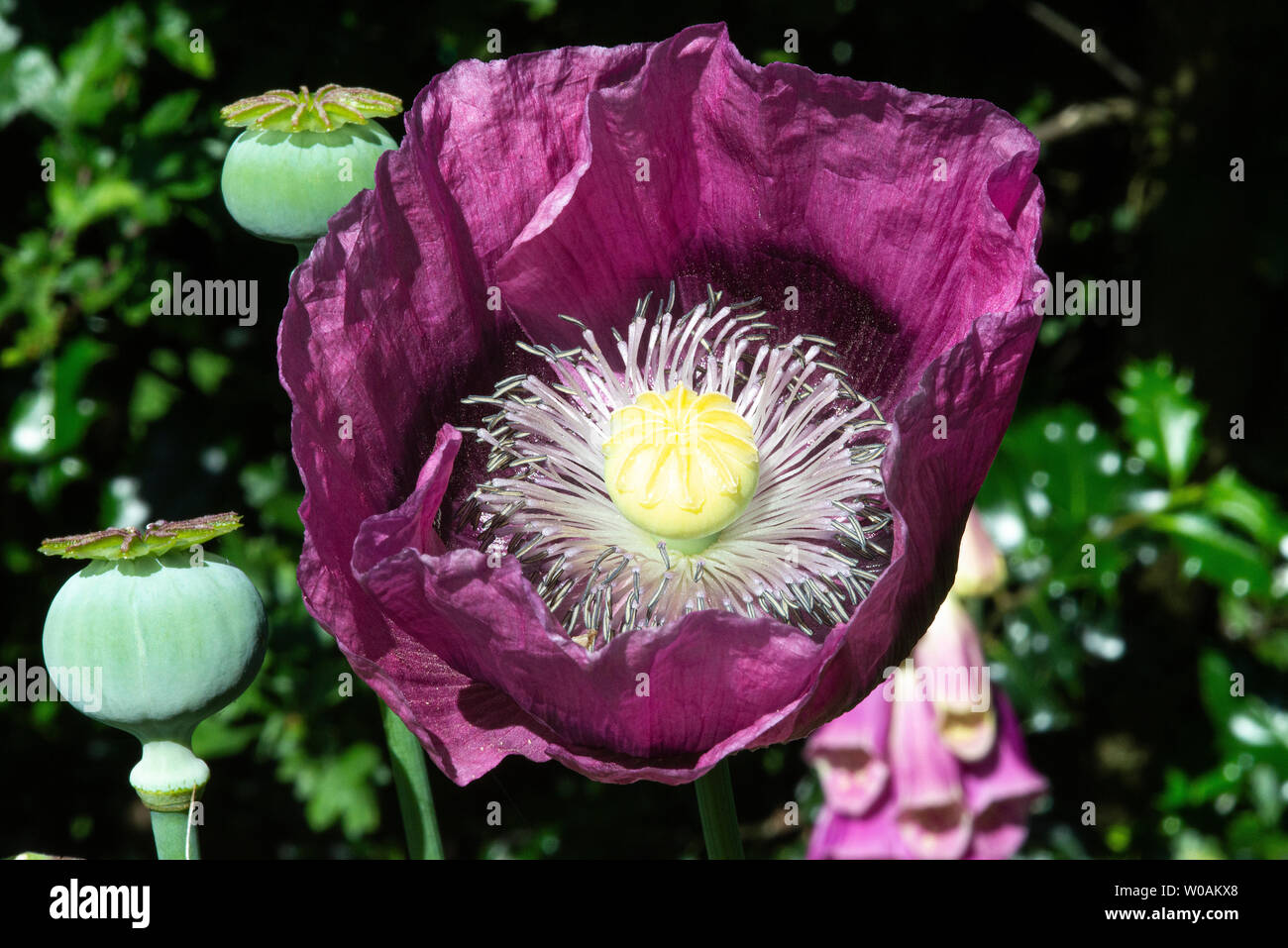 A Beautiful Purple Opium Poppy Flower in Full Bloom in a Garden in ...