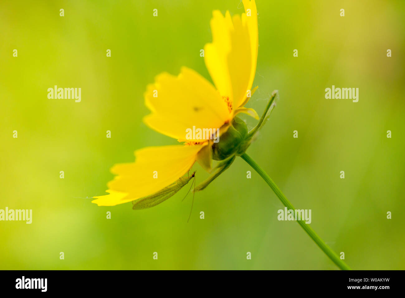 Insects on flowers Stock Photo - Alamy