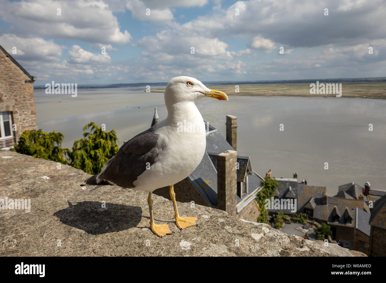 Seagull at Le Mont Saint-Michel, medieval fortified abbey and village ...