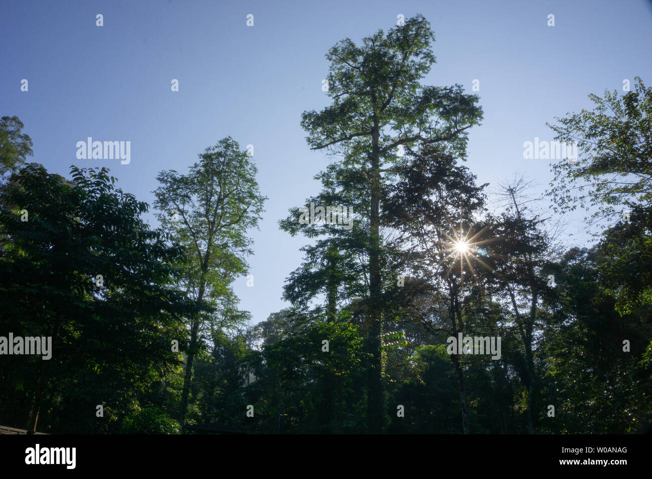 Tropical jungle in morning light and fog Stock Photo - Alamy