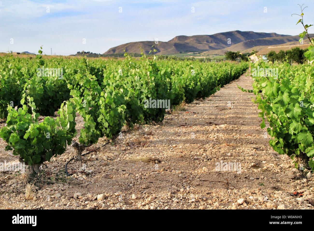 Landscape of beautiful green vineyards under blue sky in Jumilla ...