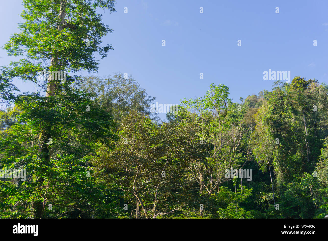 Regenerating secondary forest hi-res stock photography and images - Alamy