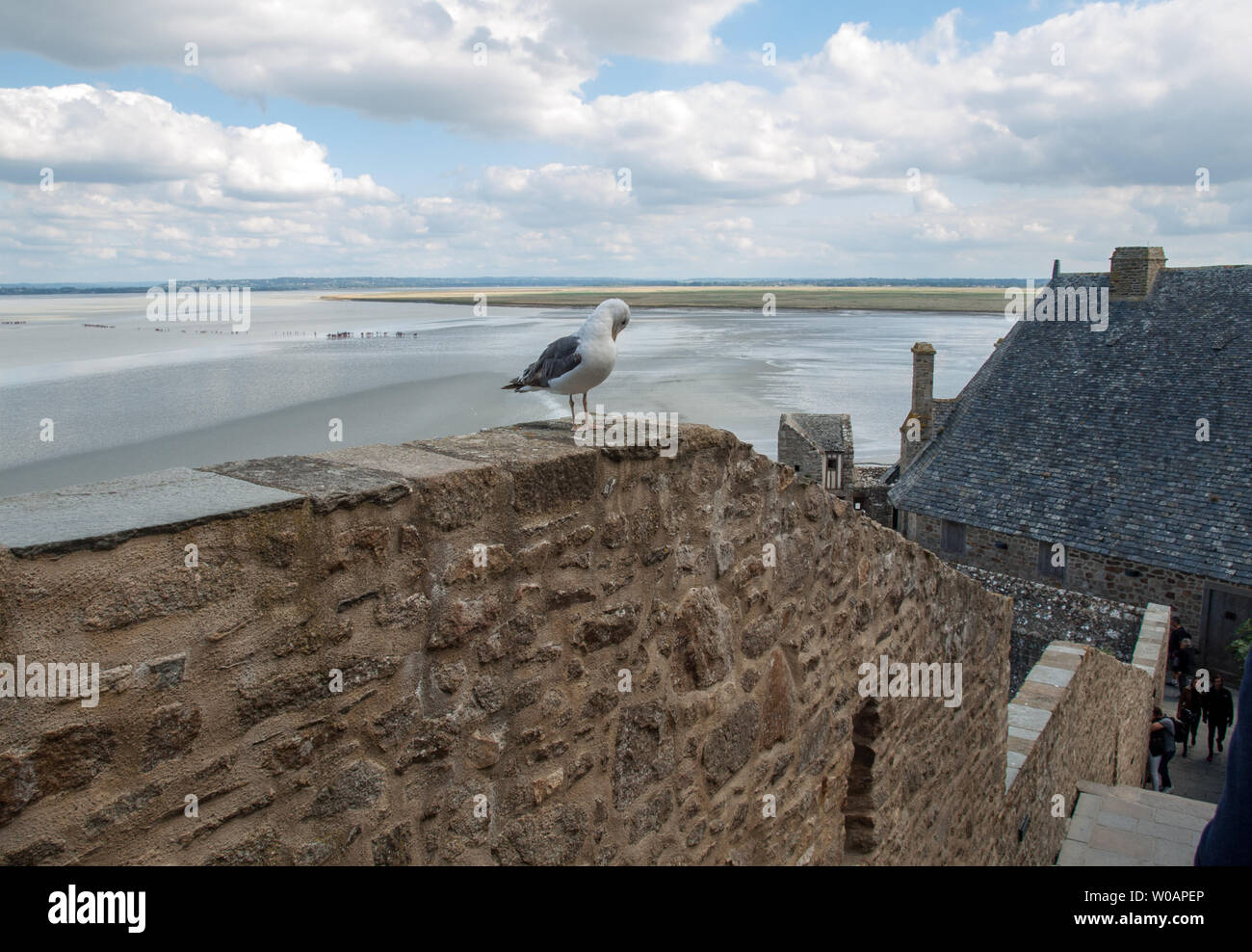 Seagull at Le Mont Saint-Michel, medieval fortified abbey and village ...