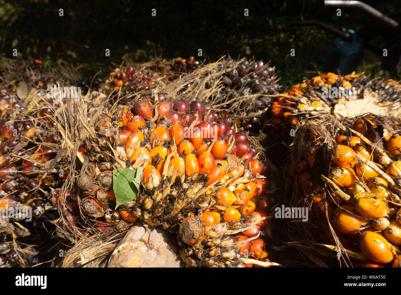 Palm oil bunches hi-res stock photography and images - Alamy