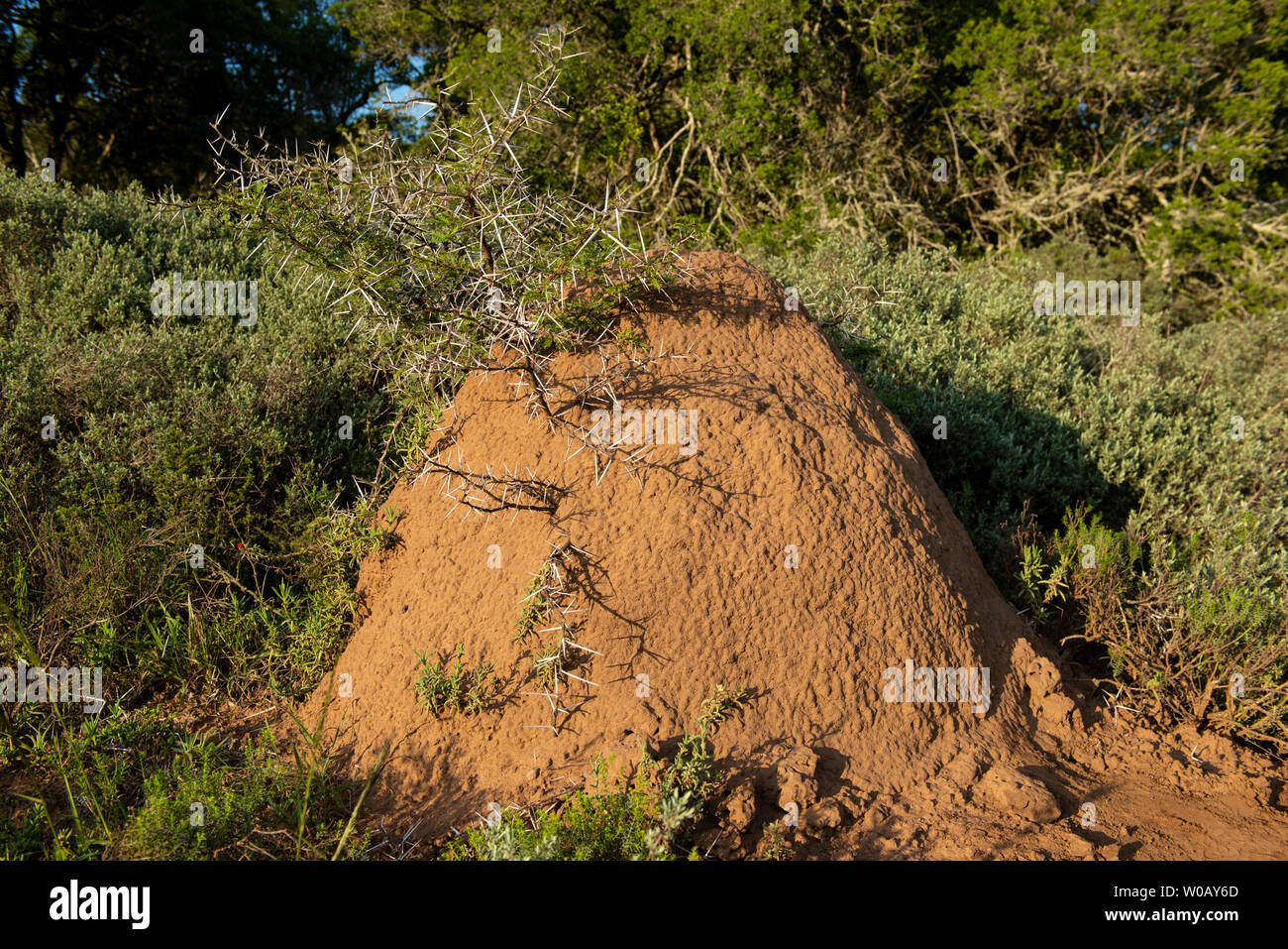 Termite africa hi-res stock photography and images - Alamy