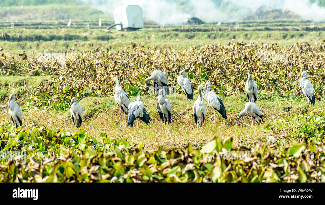 Indian black ibis water bird, spotted in a pond filled with Water ...