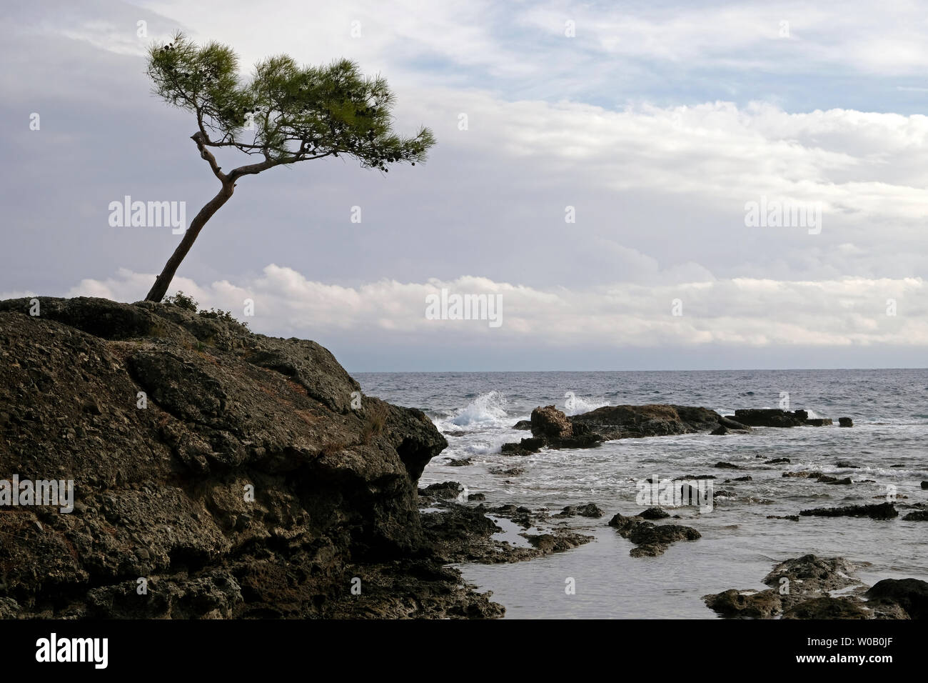 Green bay tree hi-res stock photography and images - Alamy