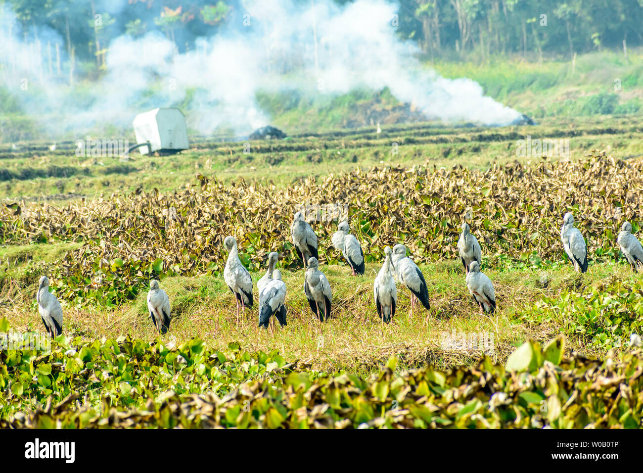 Indian black ibis water bird, spotted in a pond filled with Water ...