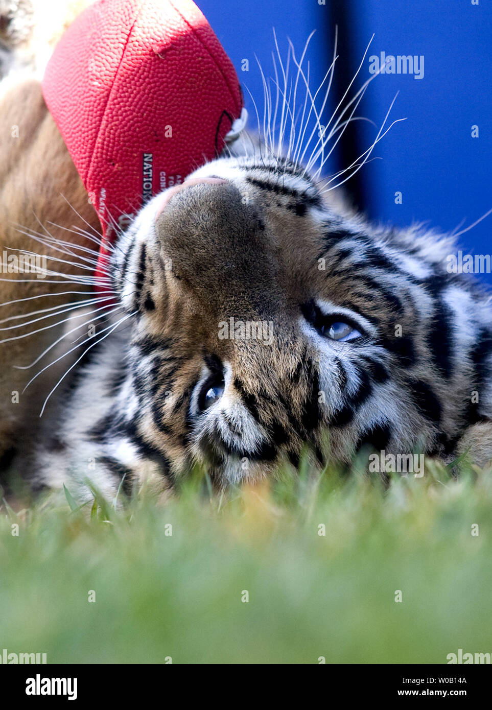 Bennie, 6 month-old female Bengal tiger, representing the Steelers ...