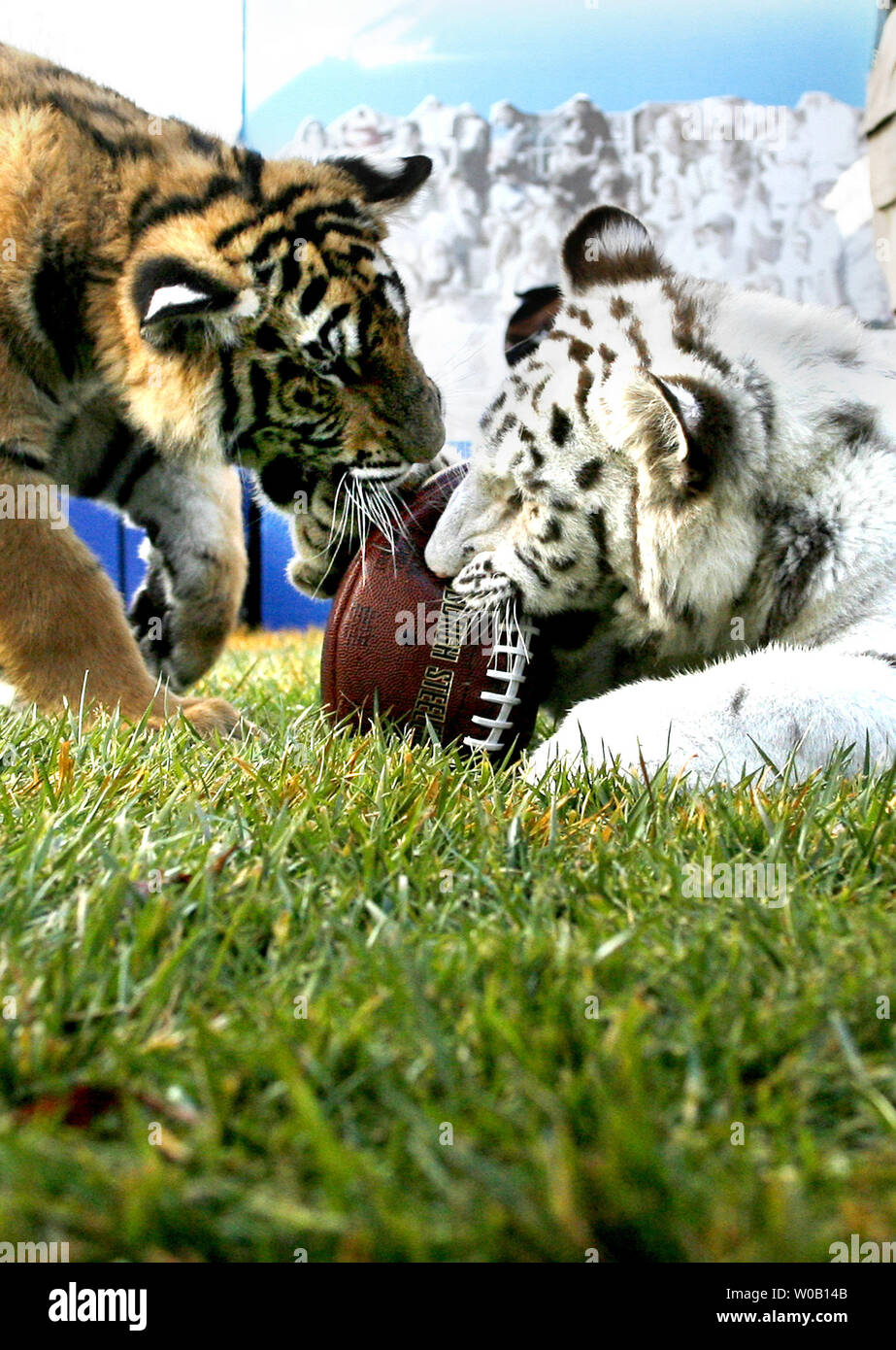 Male and female cardinals hi-res stock photography and images - Alamy