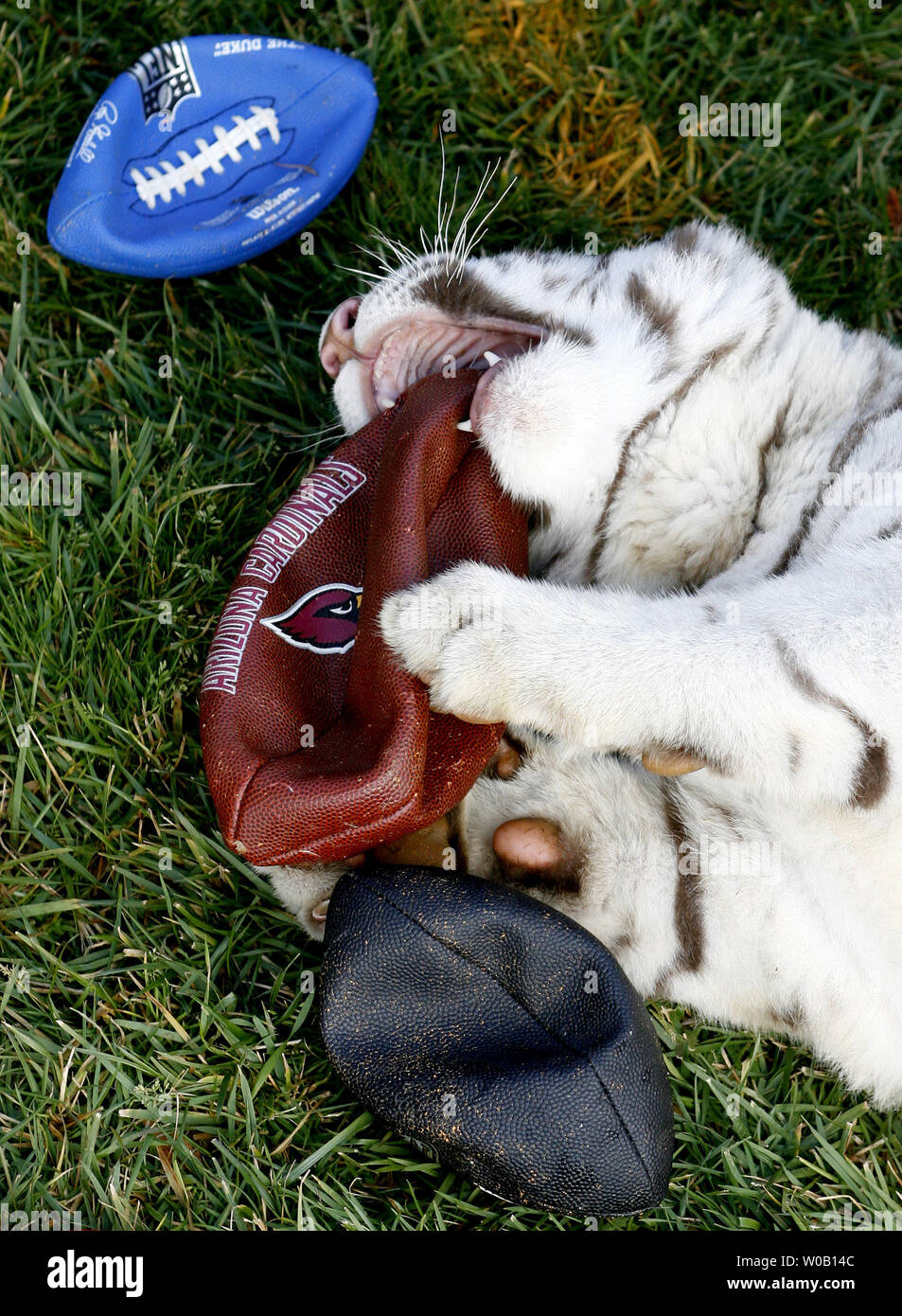 Kurt, a 5 month-old male white Bengal tiger representing the Cardinals ...